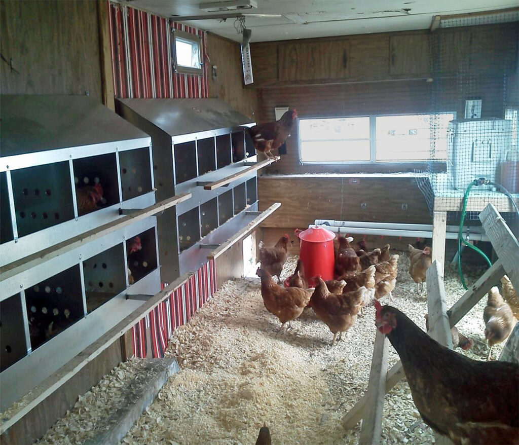 CHICKEN TRAILER - American Heritage Farms